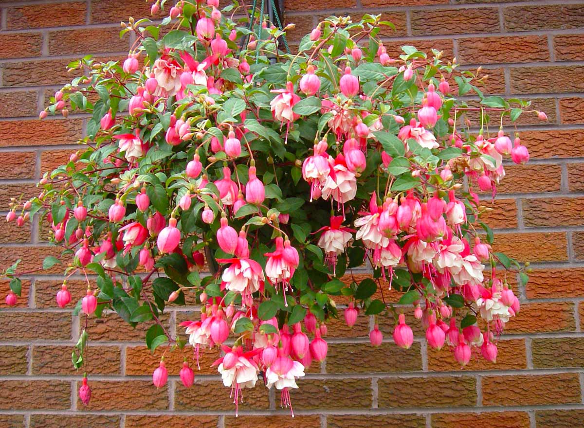 Фуксія квітка. Опис з фото, догляд в домашніх умовах